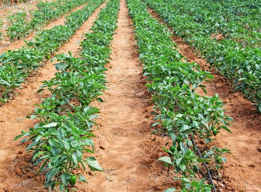 Capsicum Farming It’s also known as pilipili hoho in Kenya. Capsicum ...