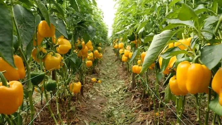 Capsicum Farming It’s also known as pilipili hoho in Kenya. Capsicum ...