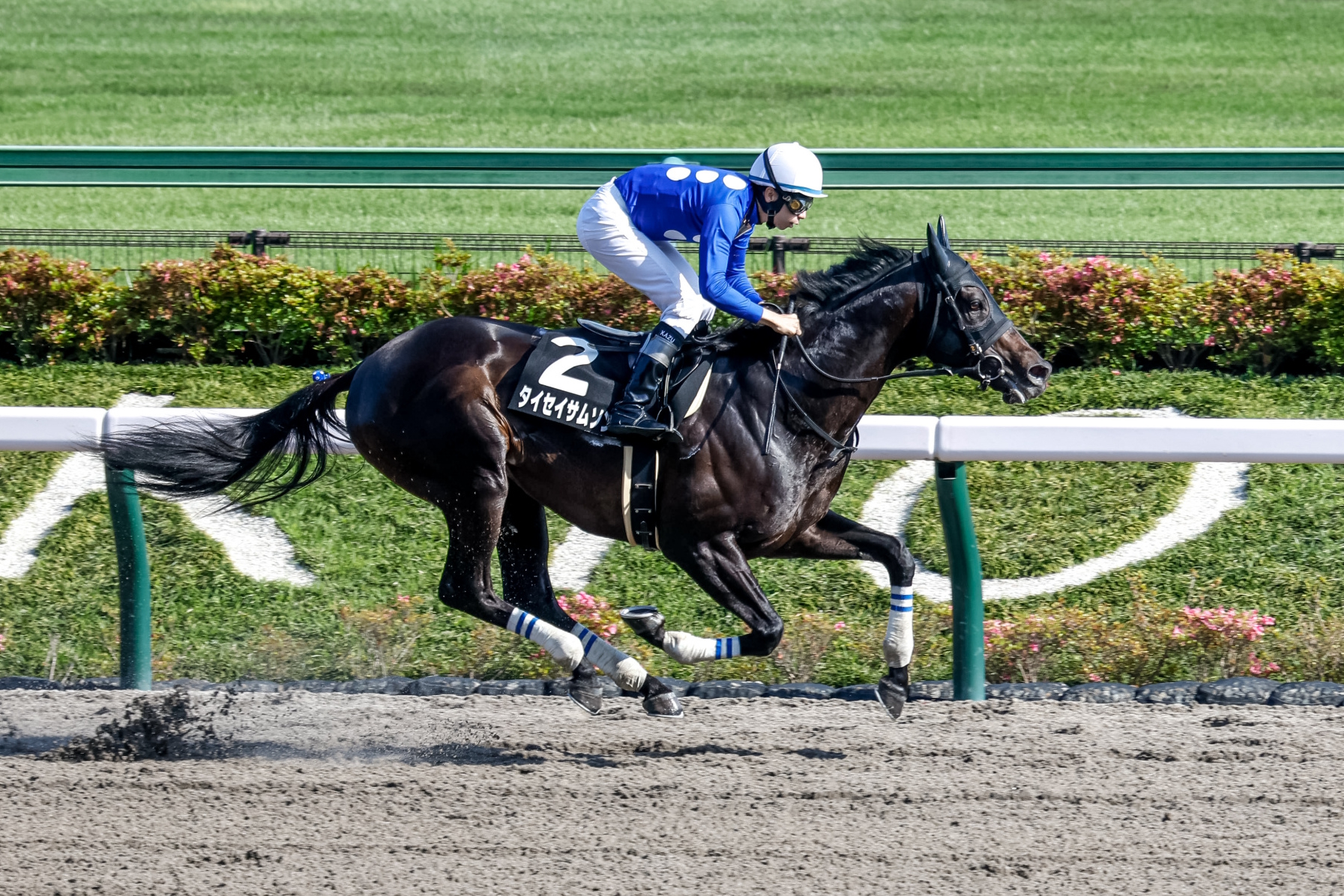 netkeiba on Twitter: "【東京11R アハルテケS(OP)】 #タイセイサムソン #横山和生 メイショウサムソン産駒は2020年愛知杯(デンコウアンジュ)以来のJRA平地 ...