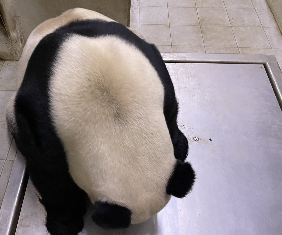 핀바오 On Twitter 등 무늬로 바오 구별하기 아이바오 푸바오는 U자 형태 러바오는 V자 형태 이어요 🐼