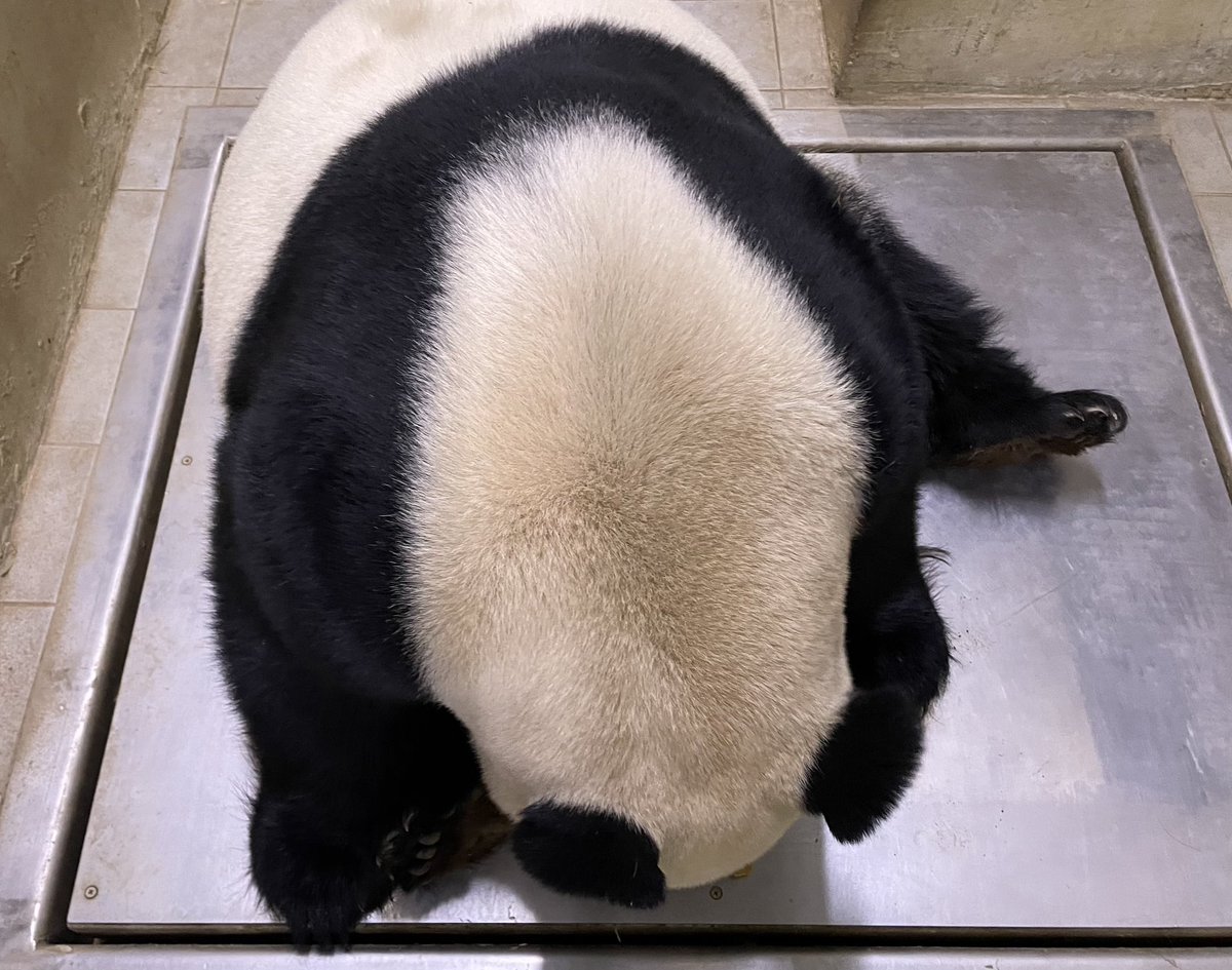 핀바오 On Twitter 등 무늬로 바오 구별하기 아이바오 푸바오는 U자 형태 러바오는 V자 형태 이어요 🐼