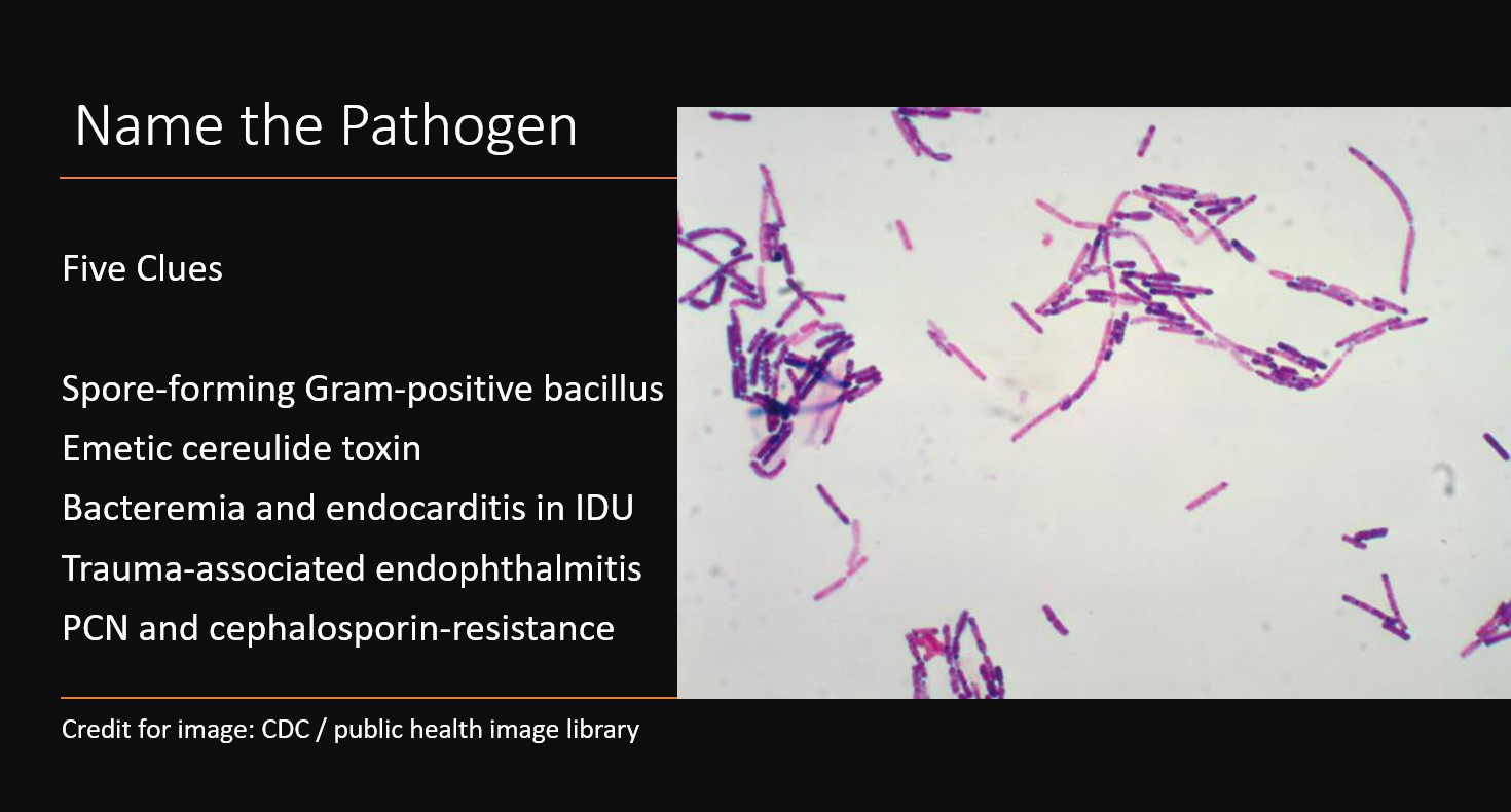 Gram Positive Spore Forming Bacilli