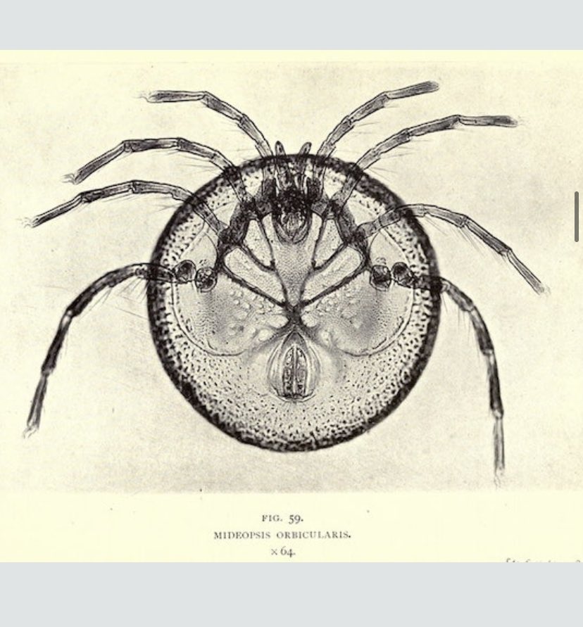 Arthur E Smith, and a selection of his photo-micrographs, from the book ...