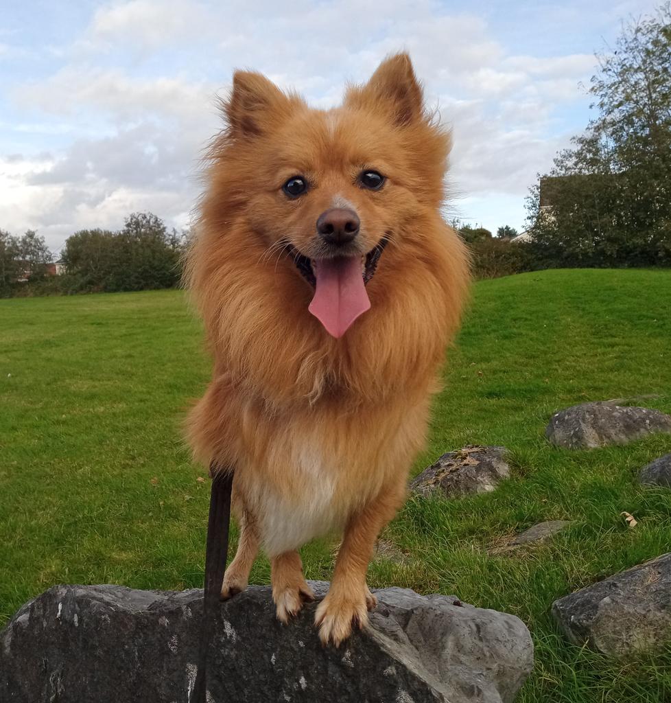 Finnish Spitz Pomeranian Mix