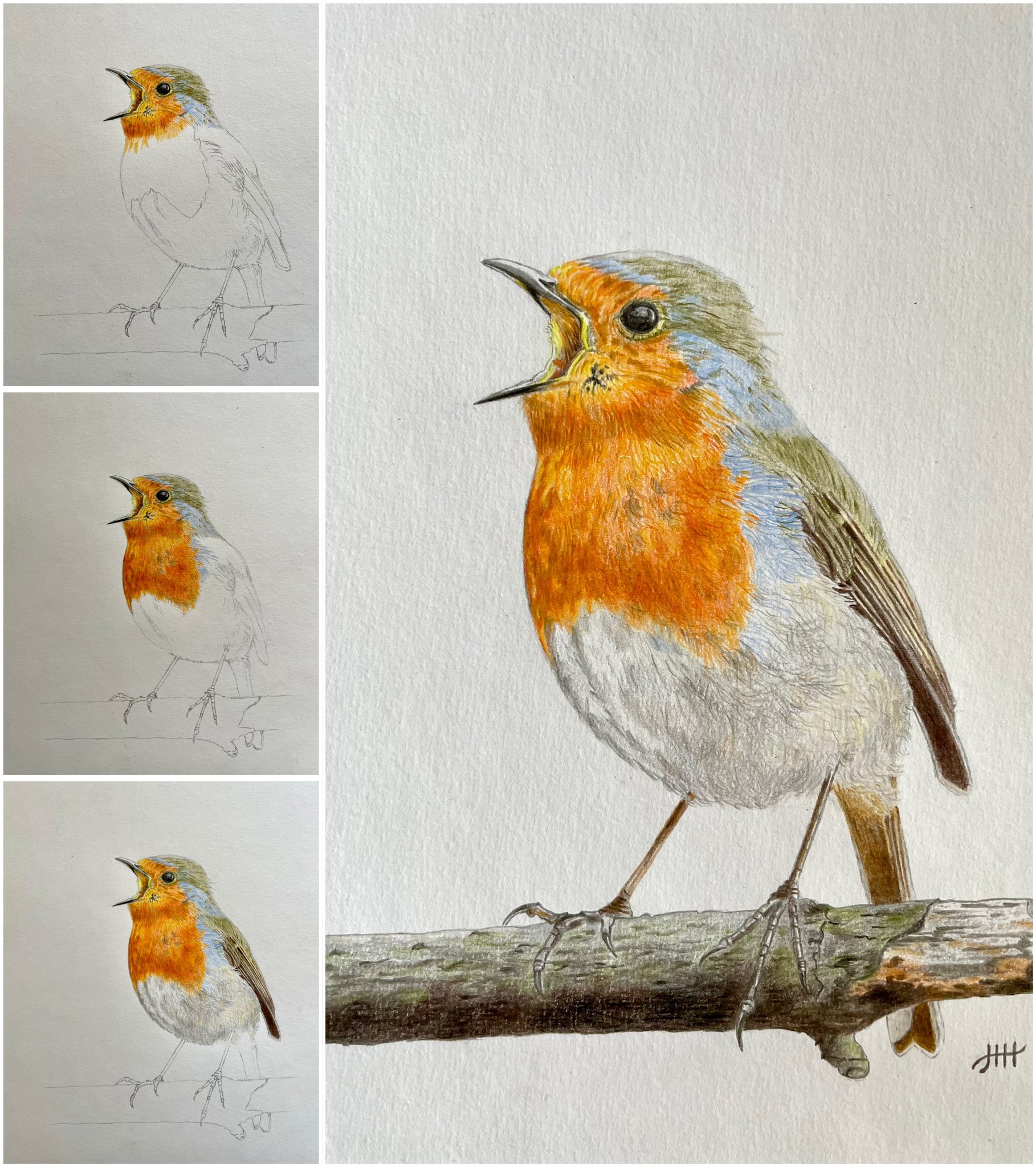 Red Robin Bird Drawing