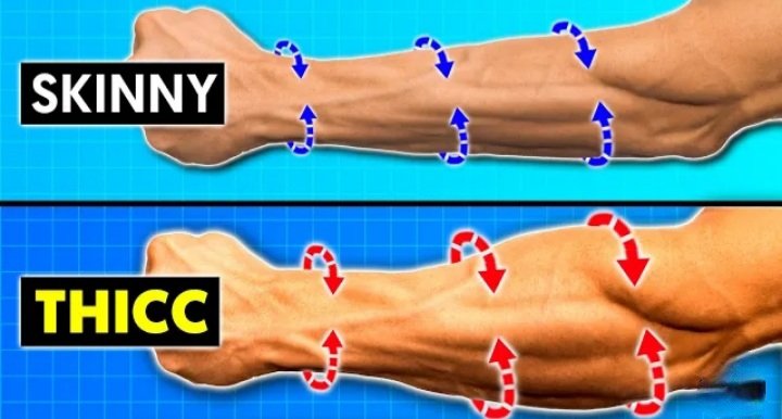 Achieving muscular arms requires consistent strength training exercises ...