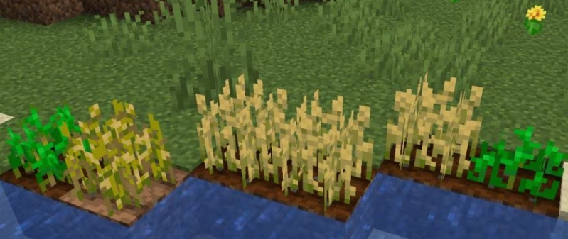 Minecraft Wheat Stages