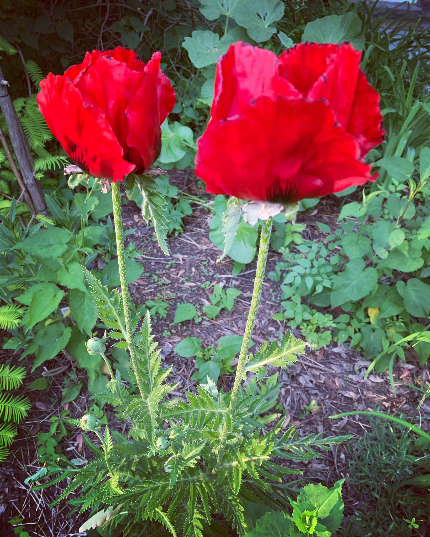 TW Pornstars - Goddess Starla Vamp. Twitter. 7:45 PM - 3 Jun 2023