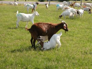 What should you know if you want to start a goat farming business? #Thread - Thread from ...
