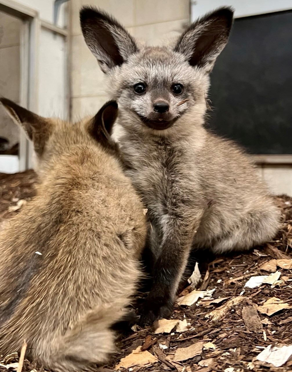 Bat Eared Fox Baby