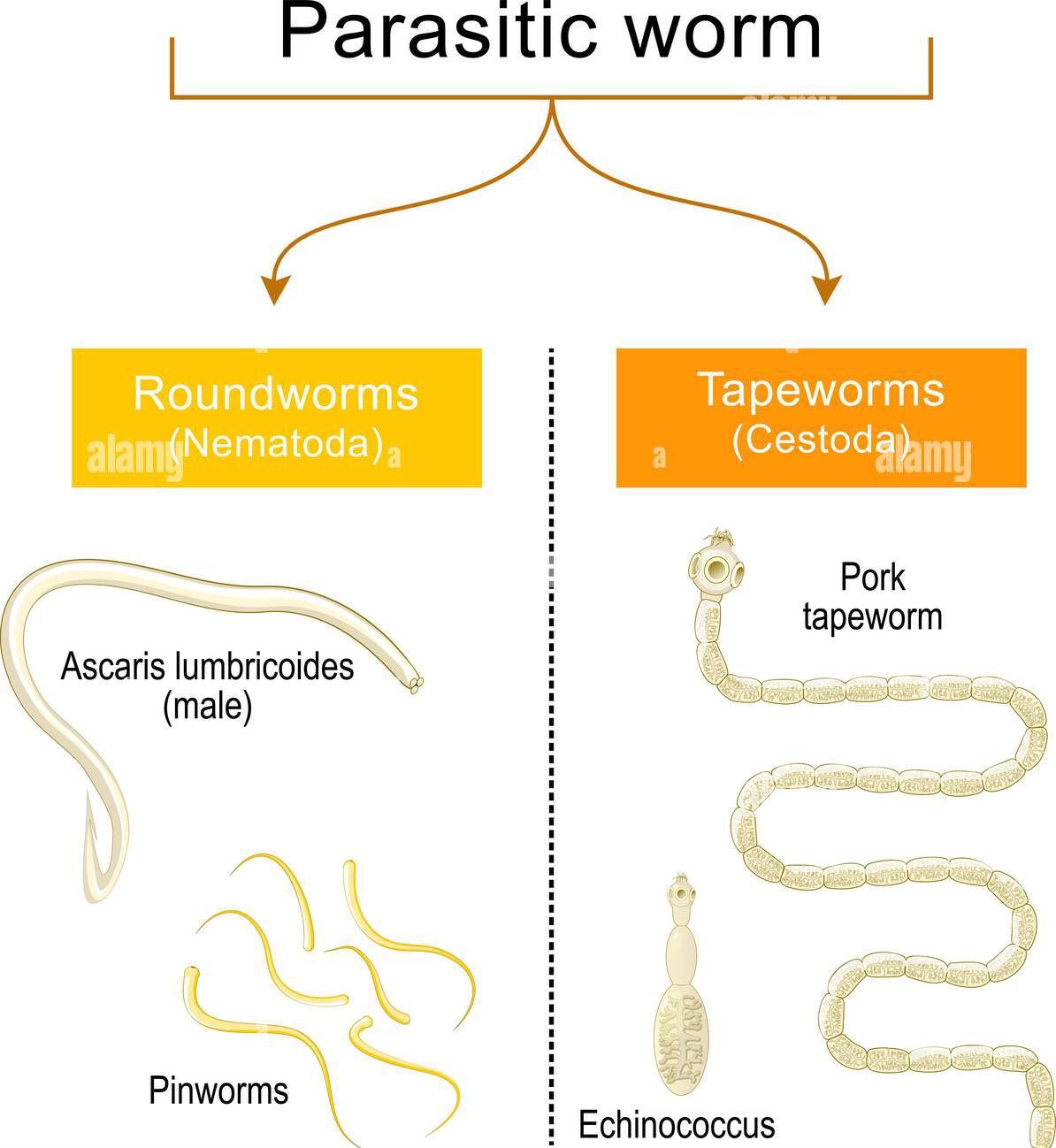 Roundworms Vs Tapeworms In Dogs