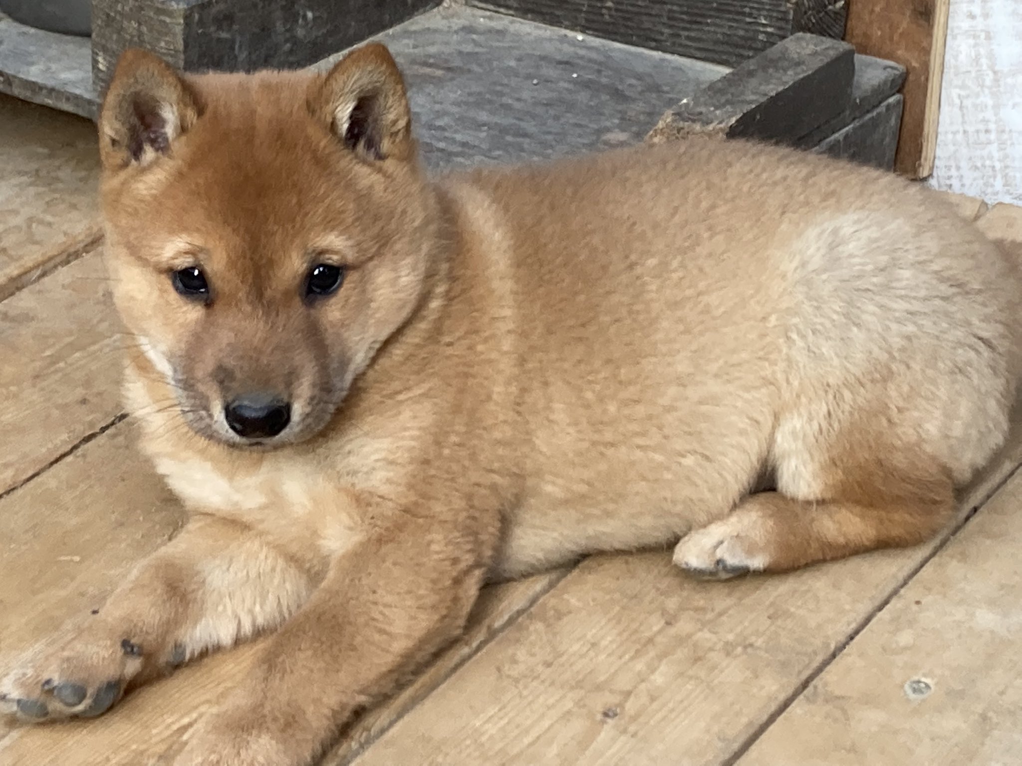 山陰柴犬^ᴥ^もなか (@sanin_48_monaka) / Twitter