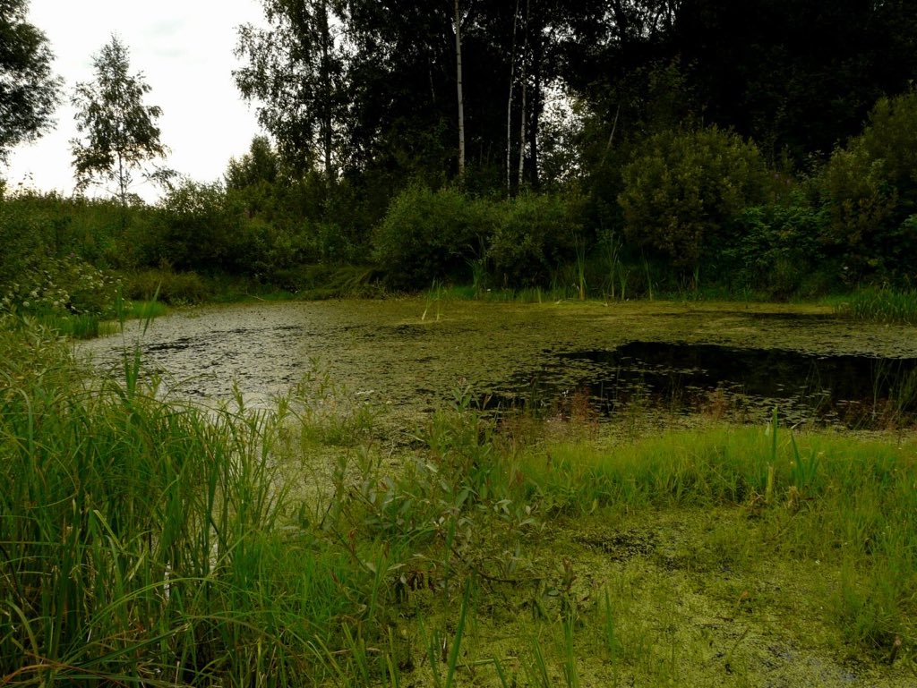 ВЗРОСЛЫЙ КОНТЕНТ On Twitter Я требую чтобы мой прах развеяли над каким нибудь всратым