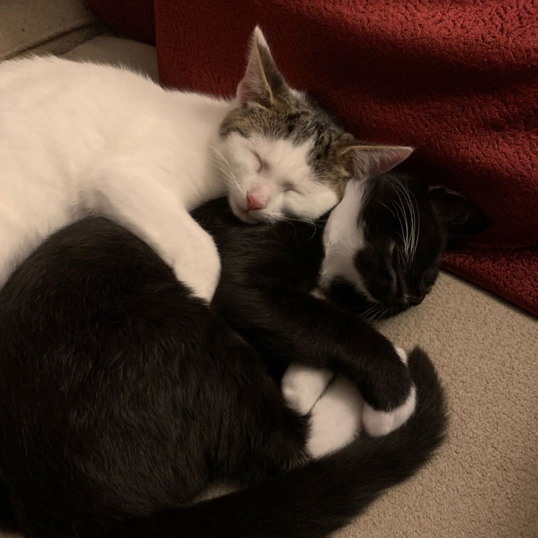 PDSA on Twitter: "Thor and Loki are demonstrating how they're getting involved with # ...