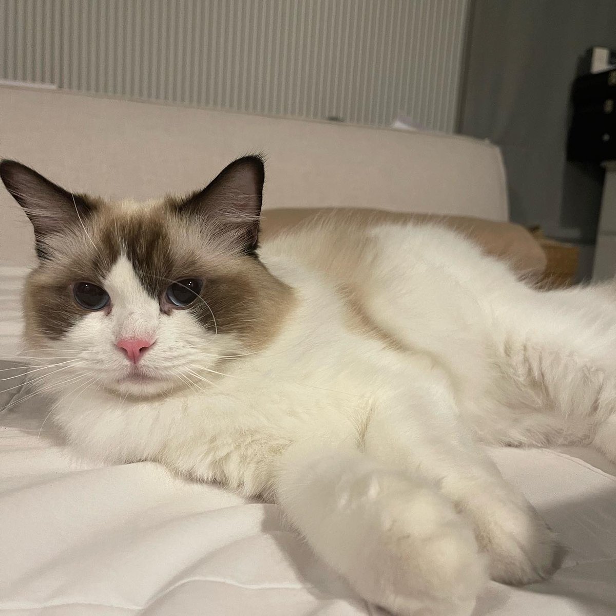 beeba on Twitter: "RT @__opywpy__: Ame😙🤍 📌 https://instagram.com/p/CtErgDjhrX5/?igshid ...