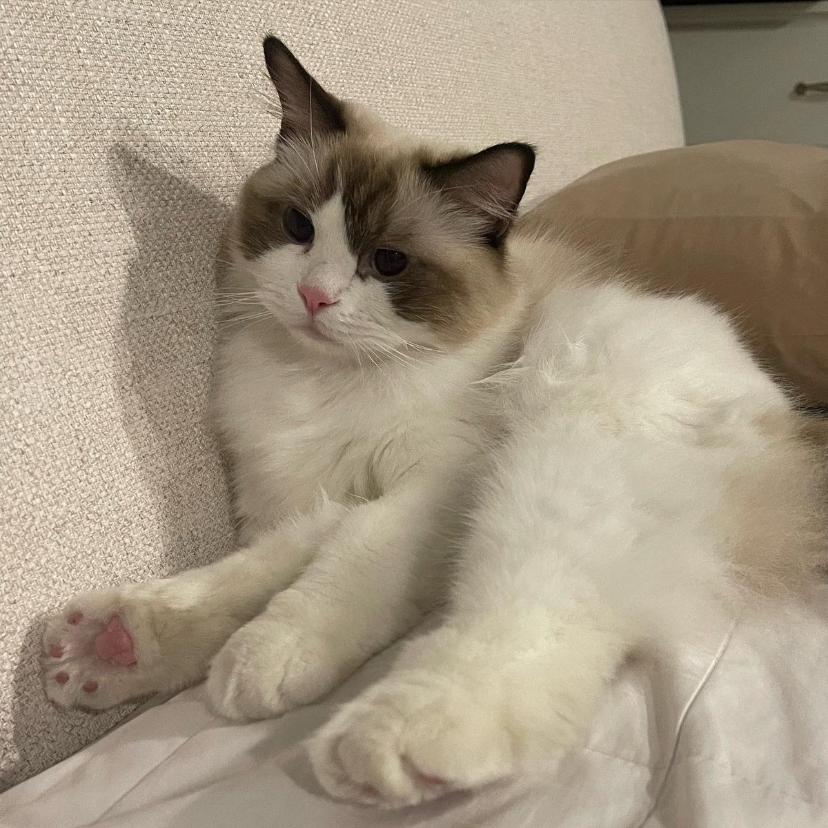 beeba on Twitter: "RT @__opywpy__: Ame😙🤍 📌 https://instagram.com/p/CtErgDjhrX5/?igshid ...