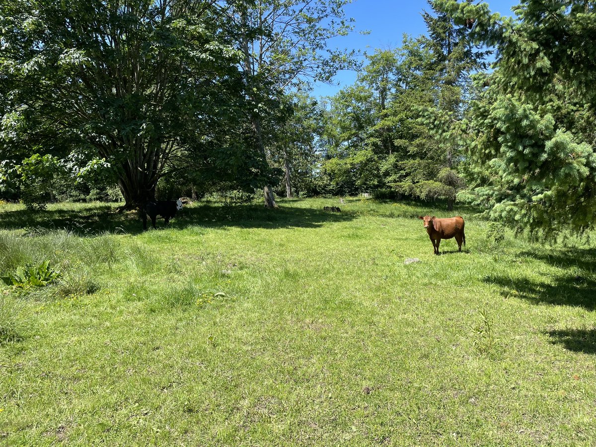 Andy Stevens ๐บ๐ธ On Twitter As โfarm To Table As You Can Possibly Get