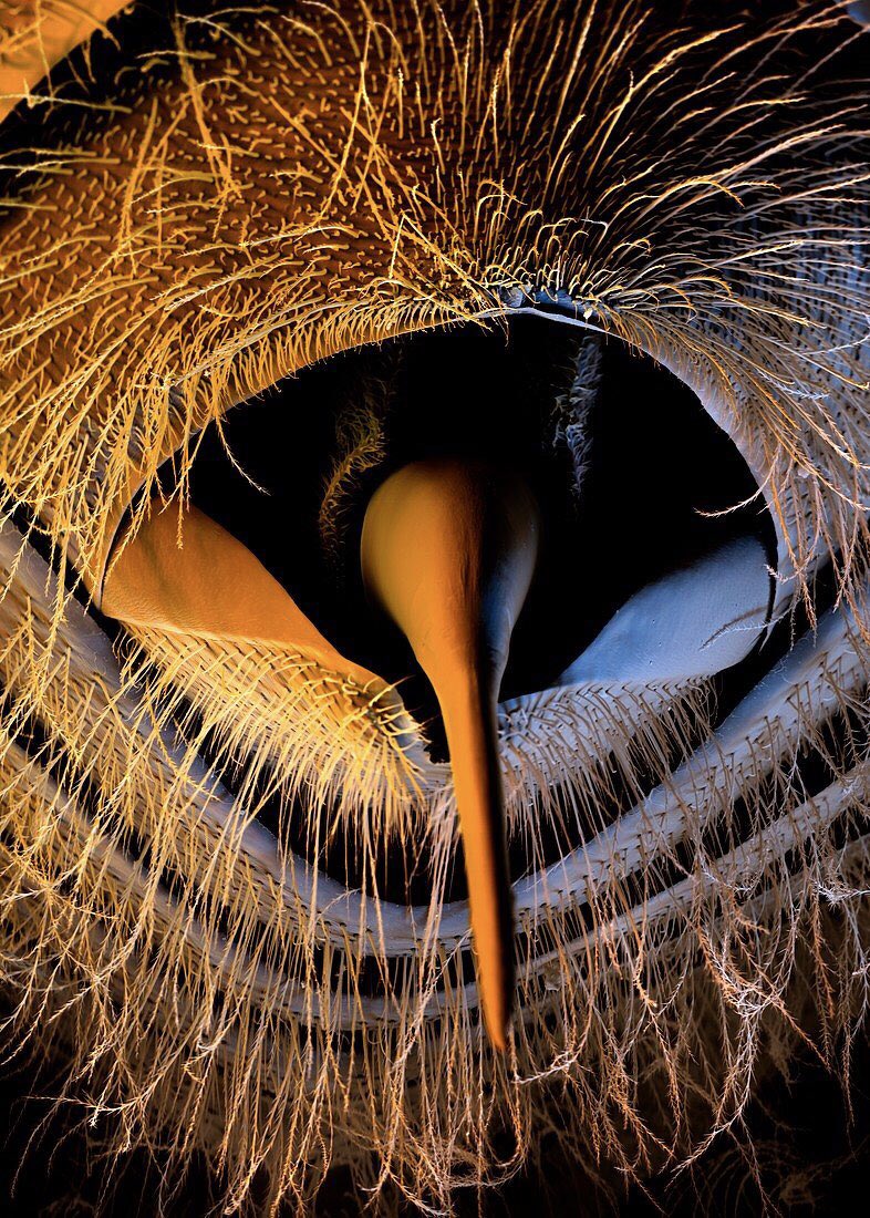 Electron Microscope Human Eye