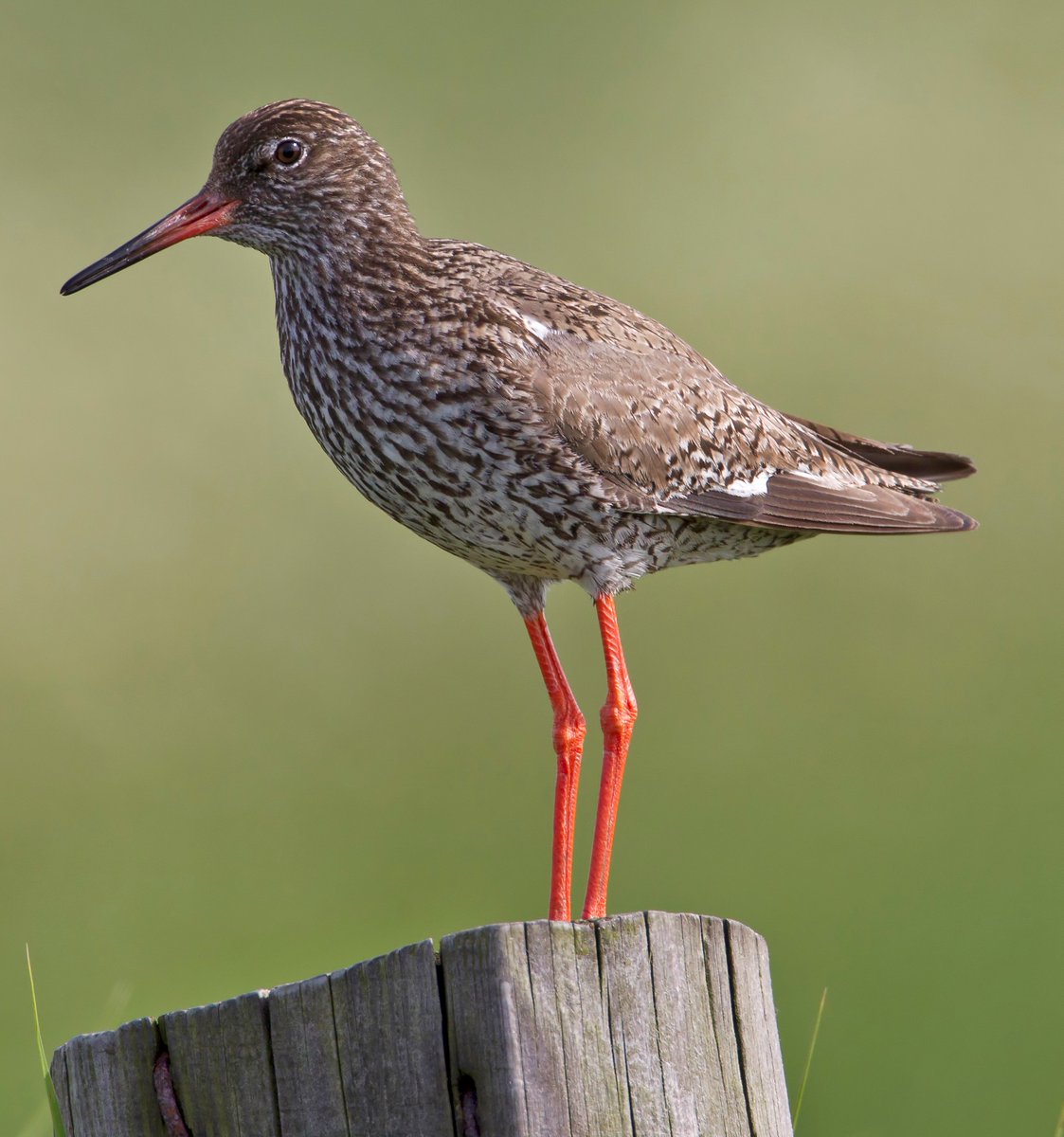 Tina Koskima 🕊️ on Twitter: "Common Redshank (Tringa totanus) in Breeding plumage # ...