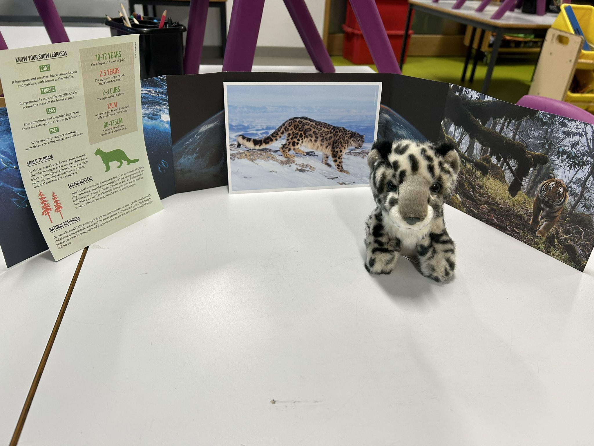 Black Snow Leopard Kits Snow Leopard – Royal Zoological Society Of