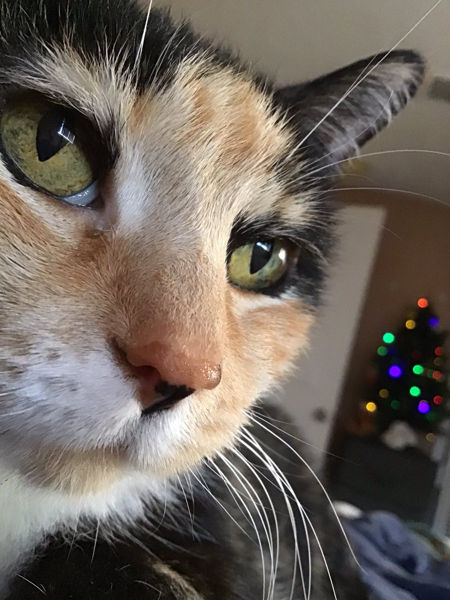 Jewelry by Seraphim on Twitter: "Pls help so Setzer isn’t forgotten. 1 yr anniversary of her ...