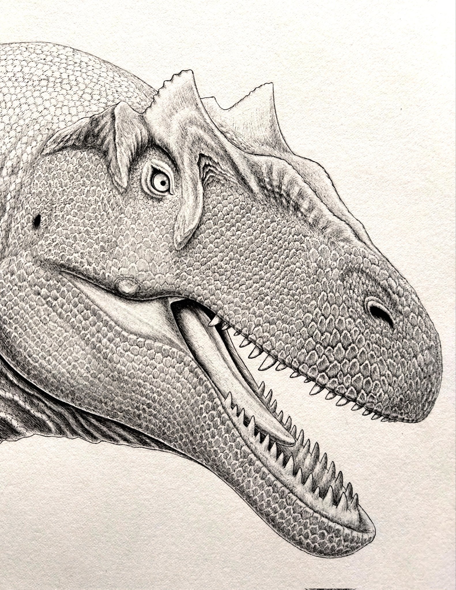 Dinosaurs Allosaurus Drawing