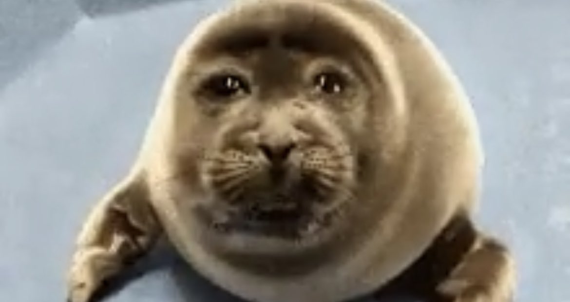 Fake Seal Meme