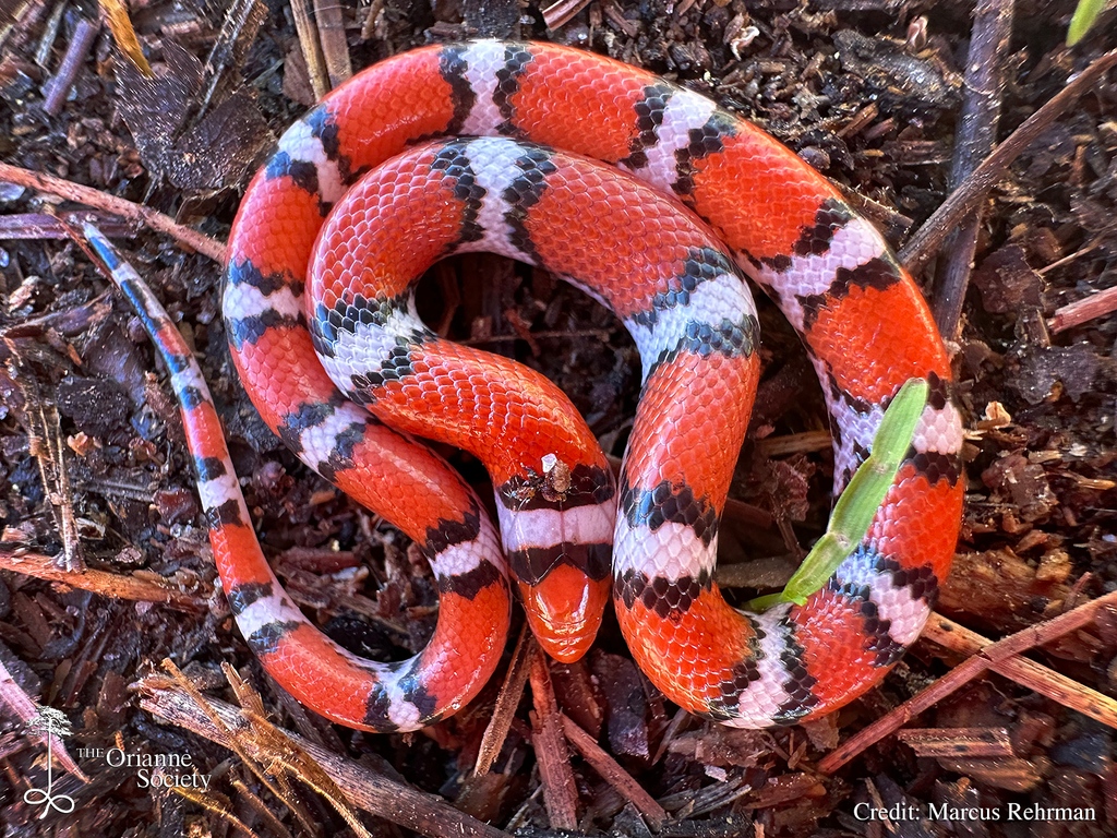 Scarlet Snake