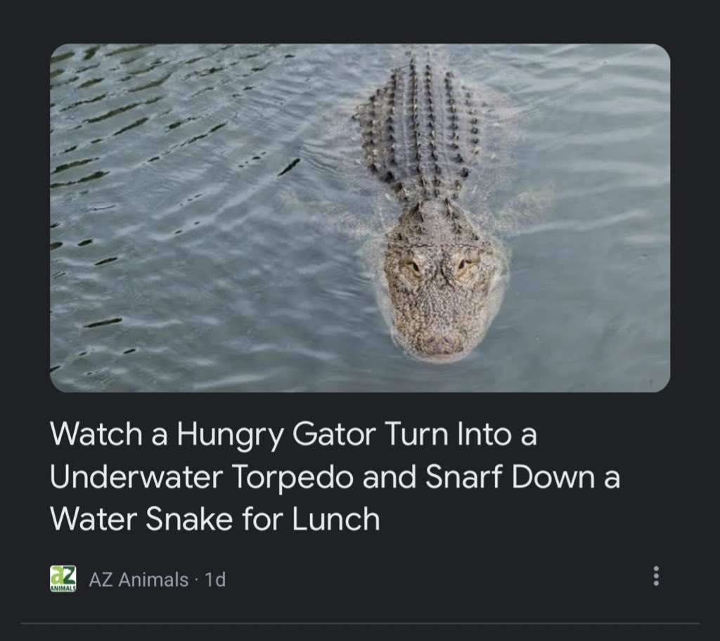yohaley 🕺 on Twitter: "watch a hungry gator turn into a underwater torpedo and snarf down a ...