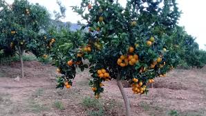 PIXIE ORANGE FARMING Pixie farming in Kenya is a highly profitable ...