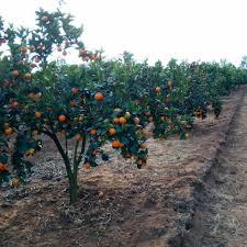 PIXIE ORANGE FARMING Pixie farming in Kenya is a highly profitable ...