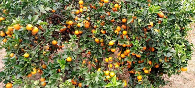 PIXIE ORANGE FARMING Pixie farming in Kenya is a highly profitable ...