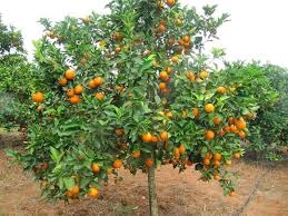 PIXIE ORANGE FARMING Pixie farming in Kenya is a highly profitable ...