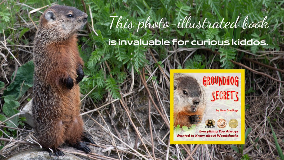 Bangarang Books on Twitter: "RT @CaroleParkes1: Groundhog Secrets ...
