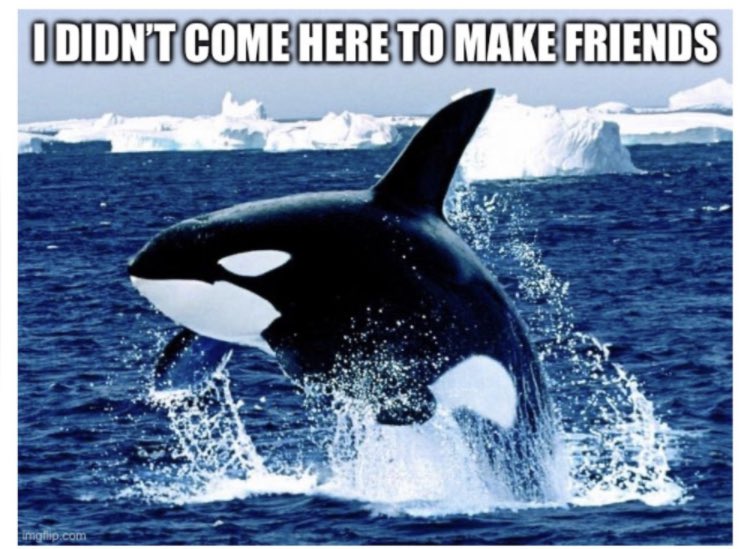 Orca Stop Memes Orca & Mobula Ray Safari Baja California Mexico