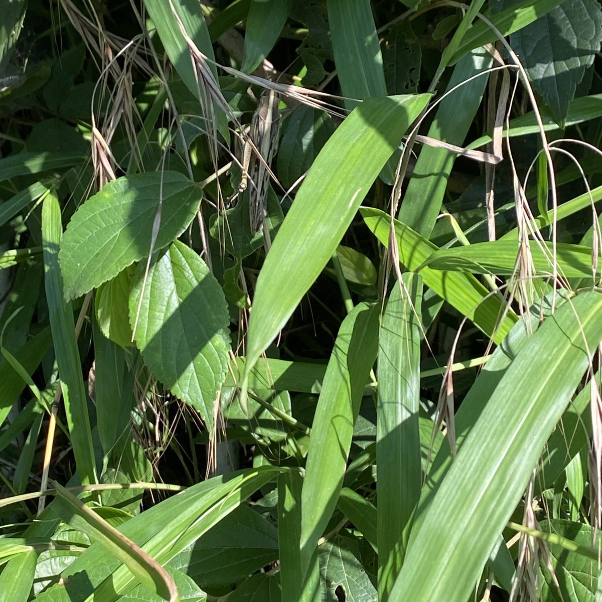 Fragment兎影館｜白座(@Fantas_magorie) - Twilog