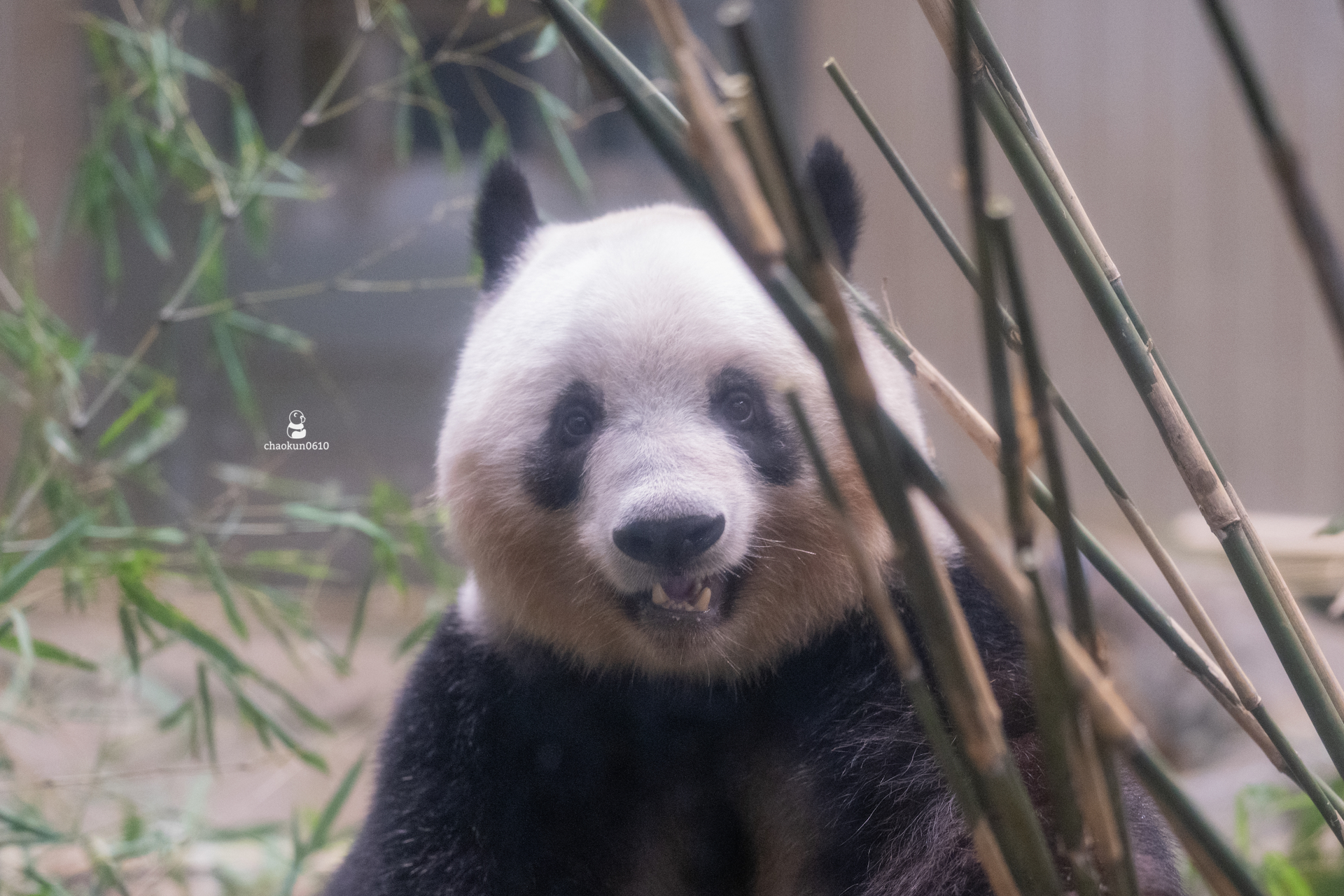 ﾁｬｵ CHAOKUN0610 on Twitter: "去年のシャンシャン😊 2022.06.18📷 #シャンシャン #xiangxiang #パンダ #panda https://t.co ...