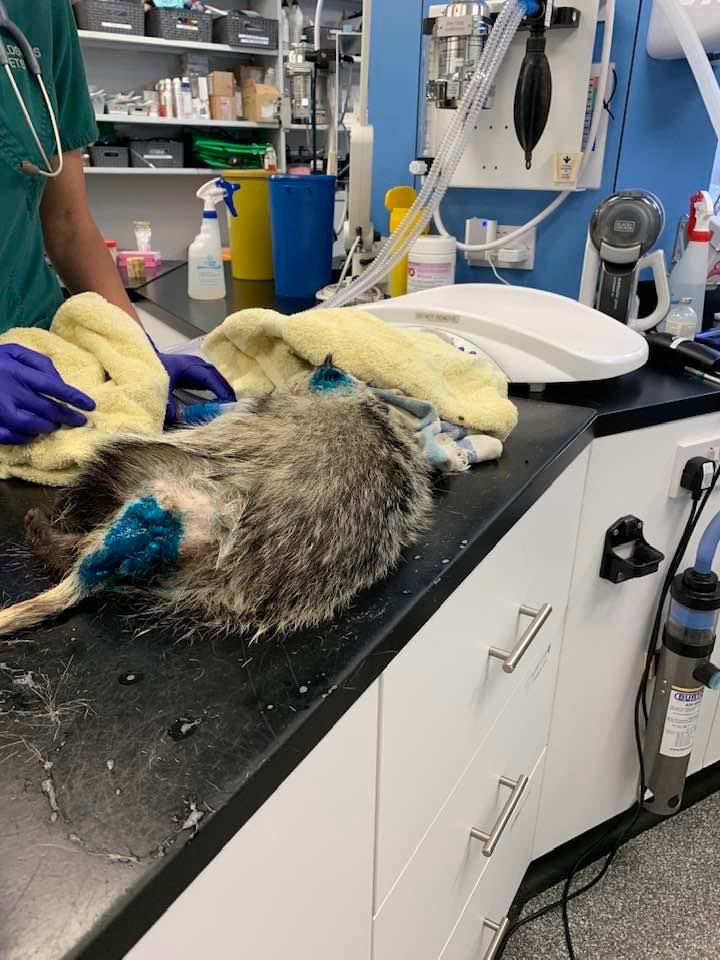 Yorkshire Swan & Wildlife Rescue Hospital on Twitter: "A further badger arrival in recent days ...