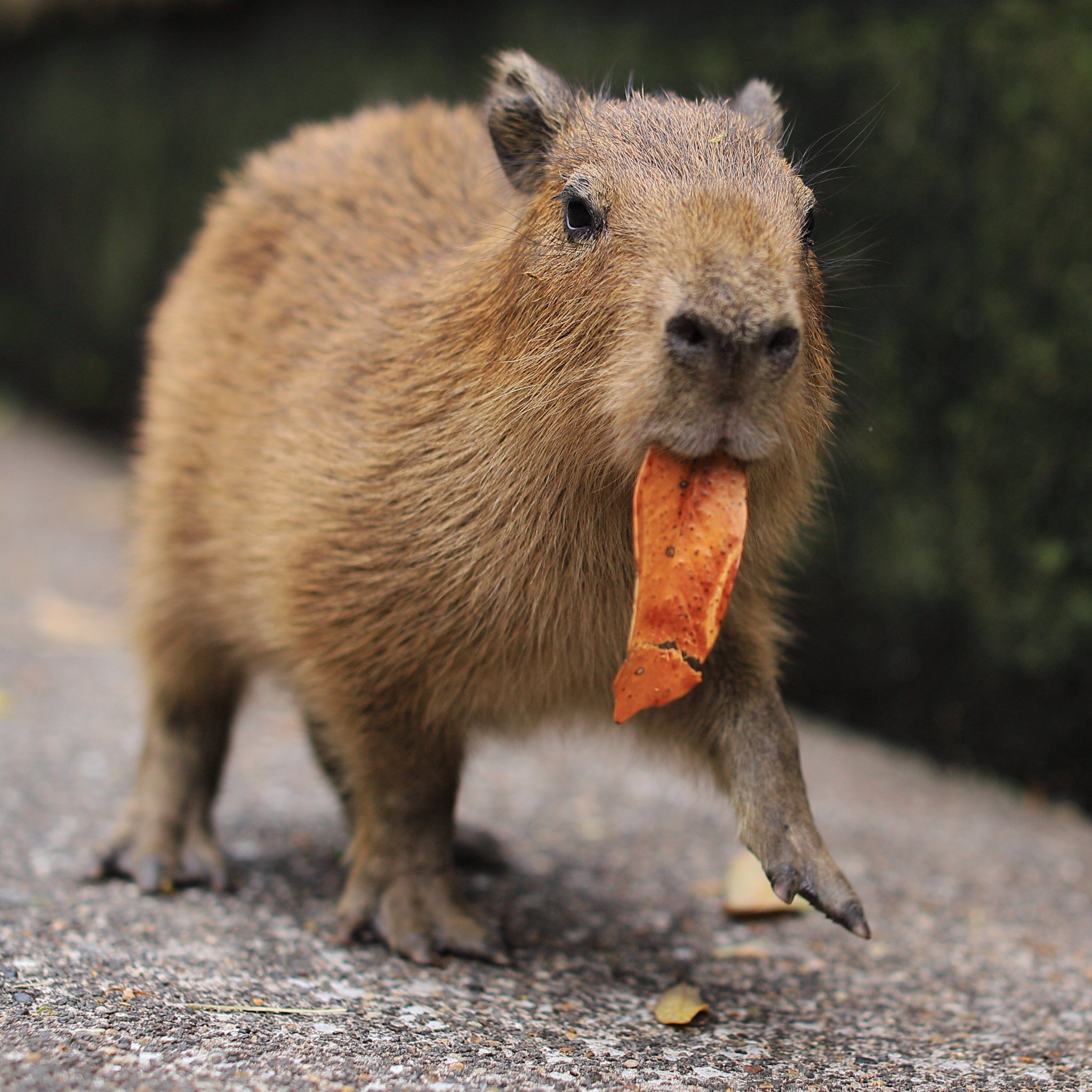 capybara siestantan on Twitter: "gift 4 u. #capybara #カピバラ #伊豆アニマルキングダム (May 2023) #伊豆 #静岡県 ...