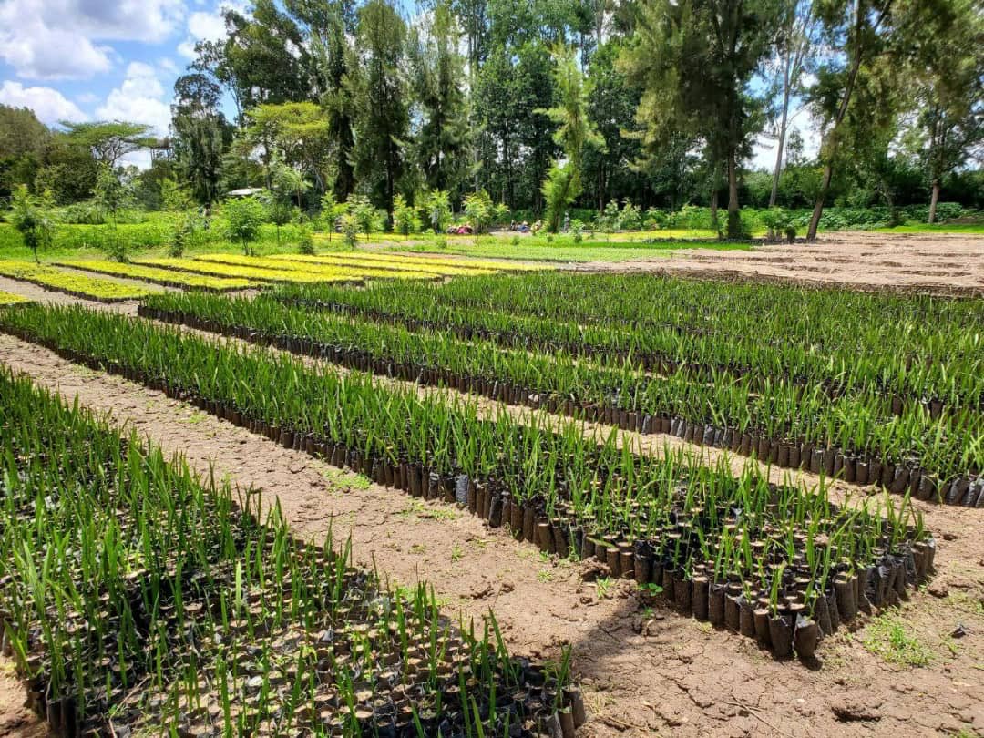 Shimelis Abdisa on Twitter: "The Future of Ethiopia: green economy With #TajaajilaLammummaa ...