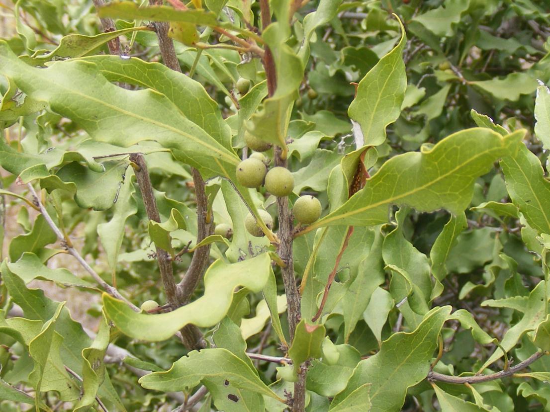 UMHLANGULA:🌳 The branches of uMhlangula can be used to purify drinking ...