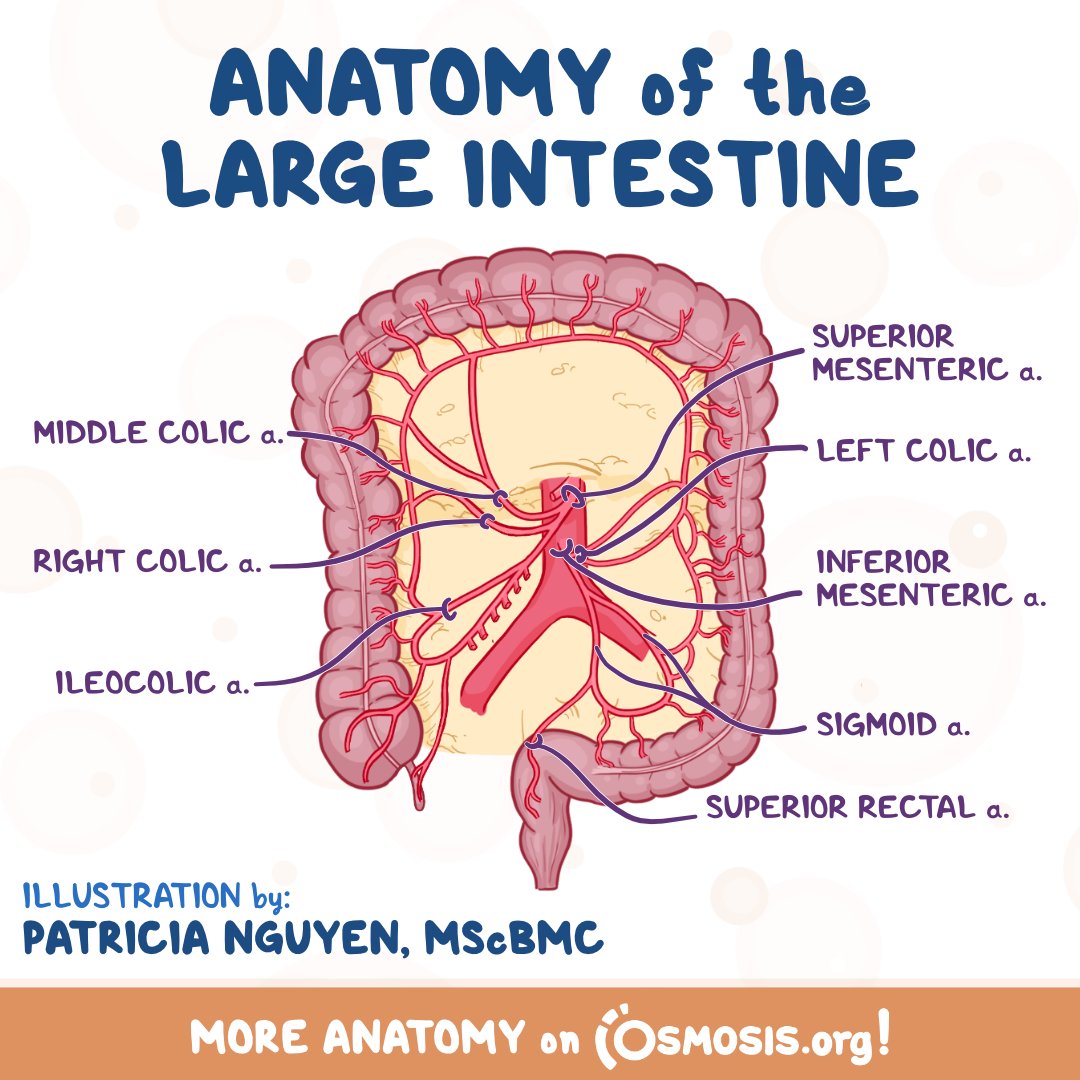 Inside Large Intestine Anatomy Inside Large Intestine Anatomy