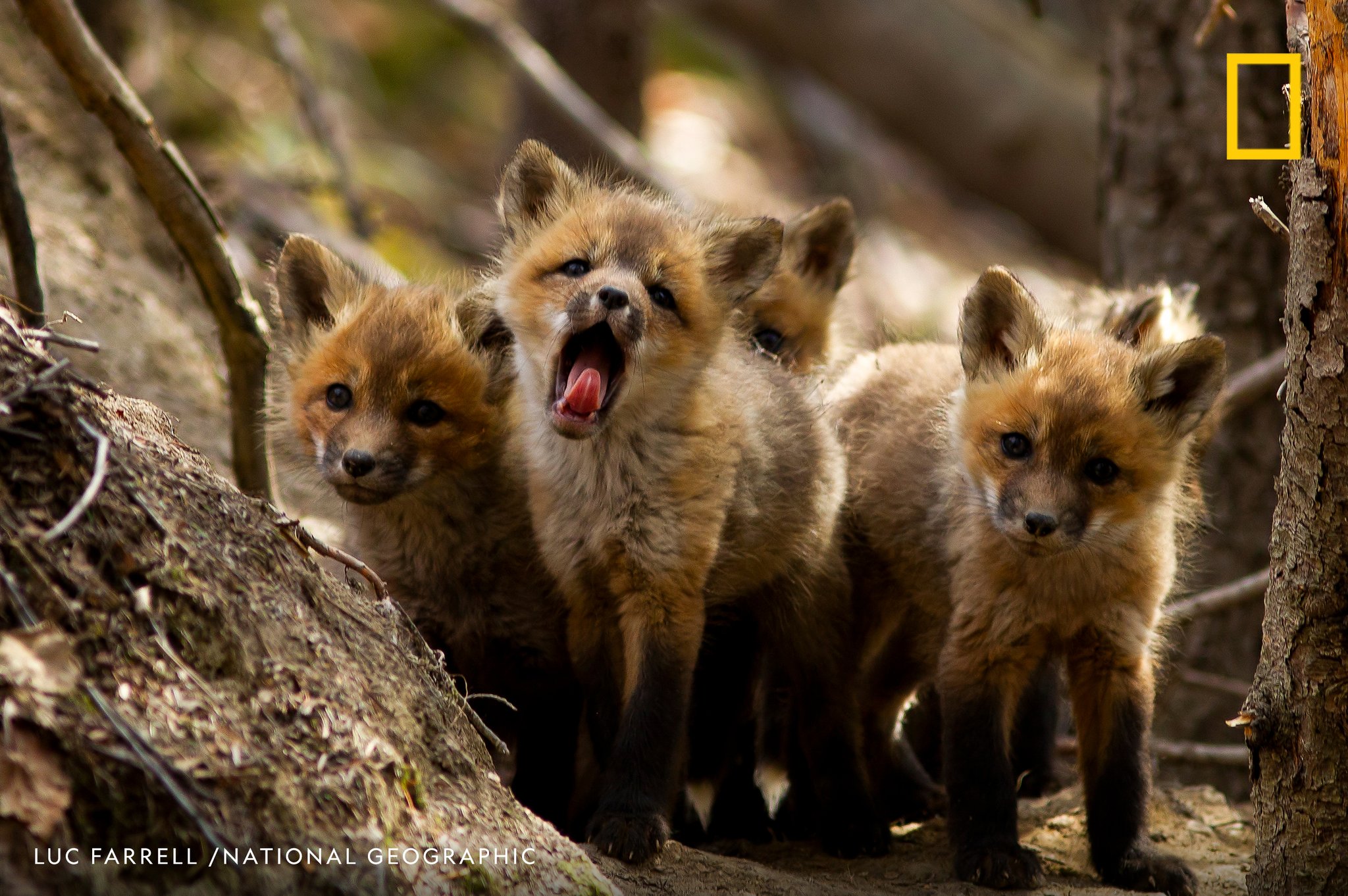 National Geographic Red Fox