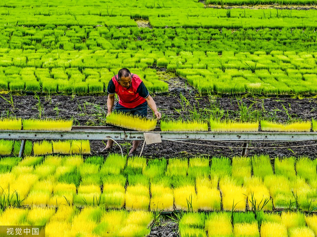 Chinese Rice Field Workers