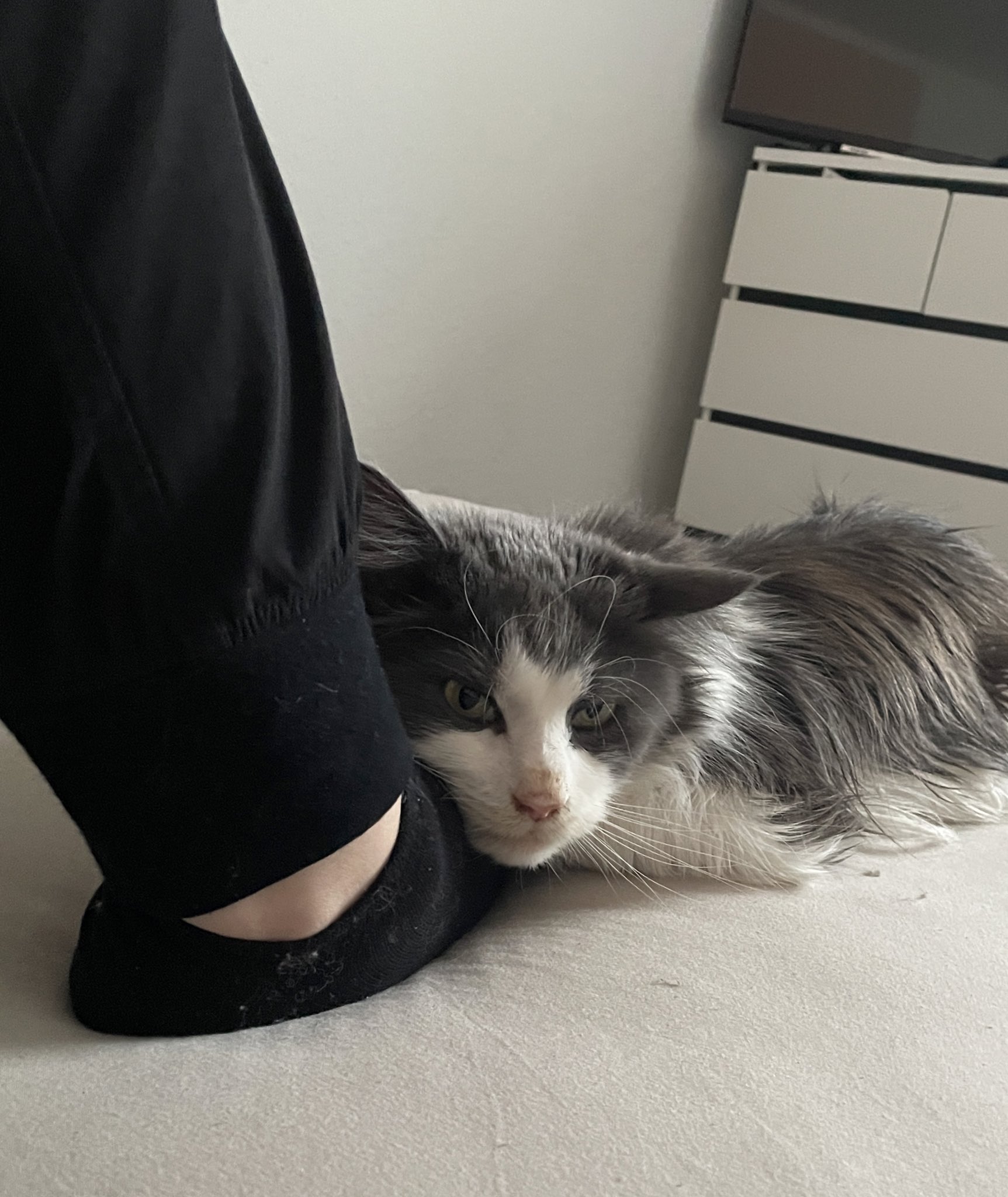 Tumblr Pastel Grunge Cats