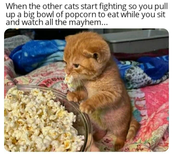 Cat Eating Popcorn Meme