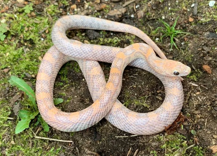 Sunkissed Lavender Corn Snake