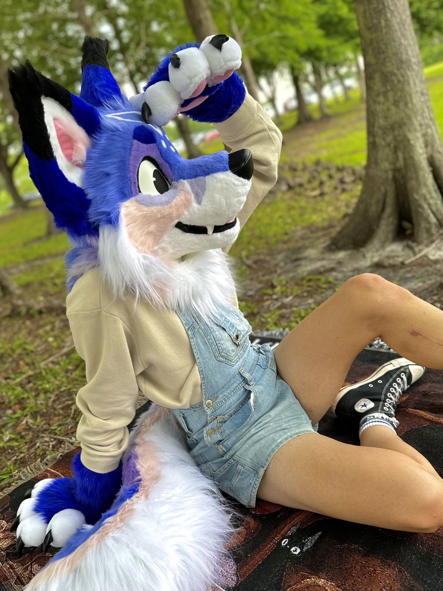 tangerine twink @ MP on Twitter: "RT @thecrittercove: This pretty fox is still available! 💙 # ...