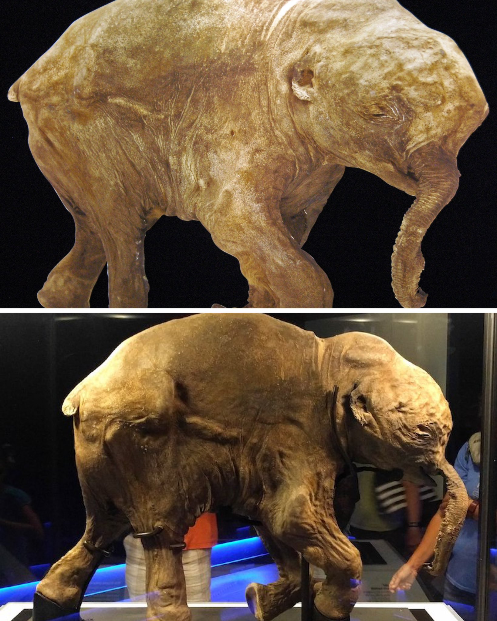 Preserved Baby Mammoth