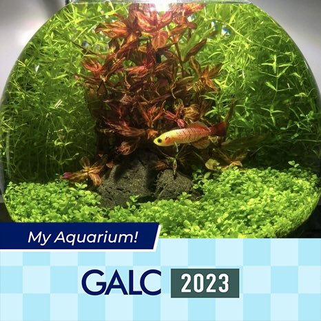 上野知明 on Twitter: "我ながら、結構綺麗に仕上がったと思います。 (濾過器、CO2添加有り) 作品タイトルとニックネームはまぁ、いつもの私の感じですよ。 #galc #gex ...